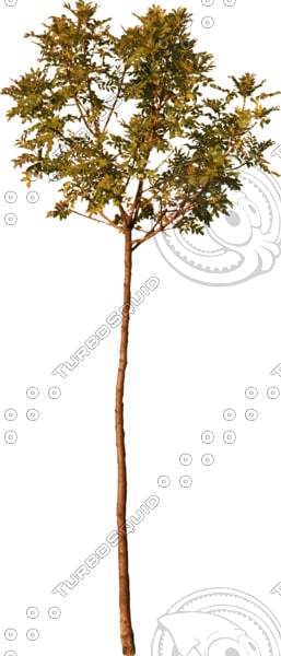 Texture JPEG tree photo transparent