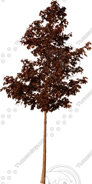 Texture JPEG tree photo transparent