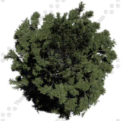 Texture PNG tree top middle