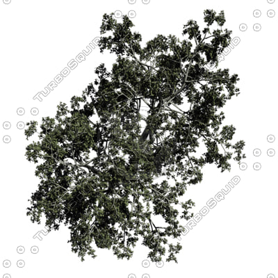 Texture PNG tree top middle