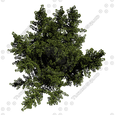 Texture PNG tree top middle