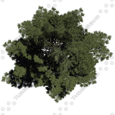 Texture PNG tree top middle