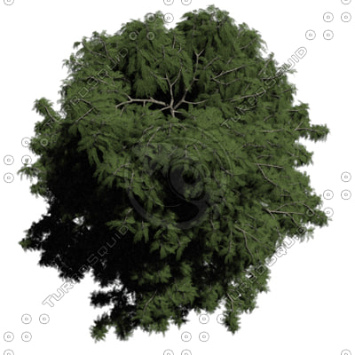 Texture PNG tree top middle