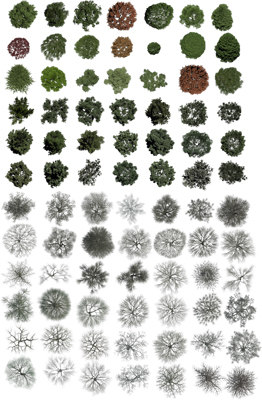 Texture PNG tree top view