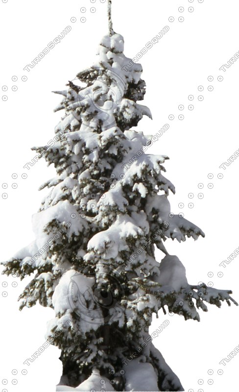 Texture Photoshop winter tree snow