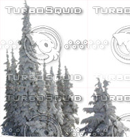 Texture Photoshop winter tree snow