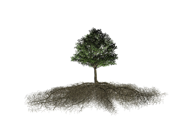 Texture JPEG roots tree root