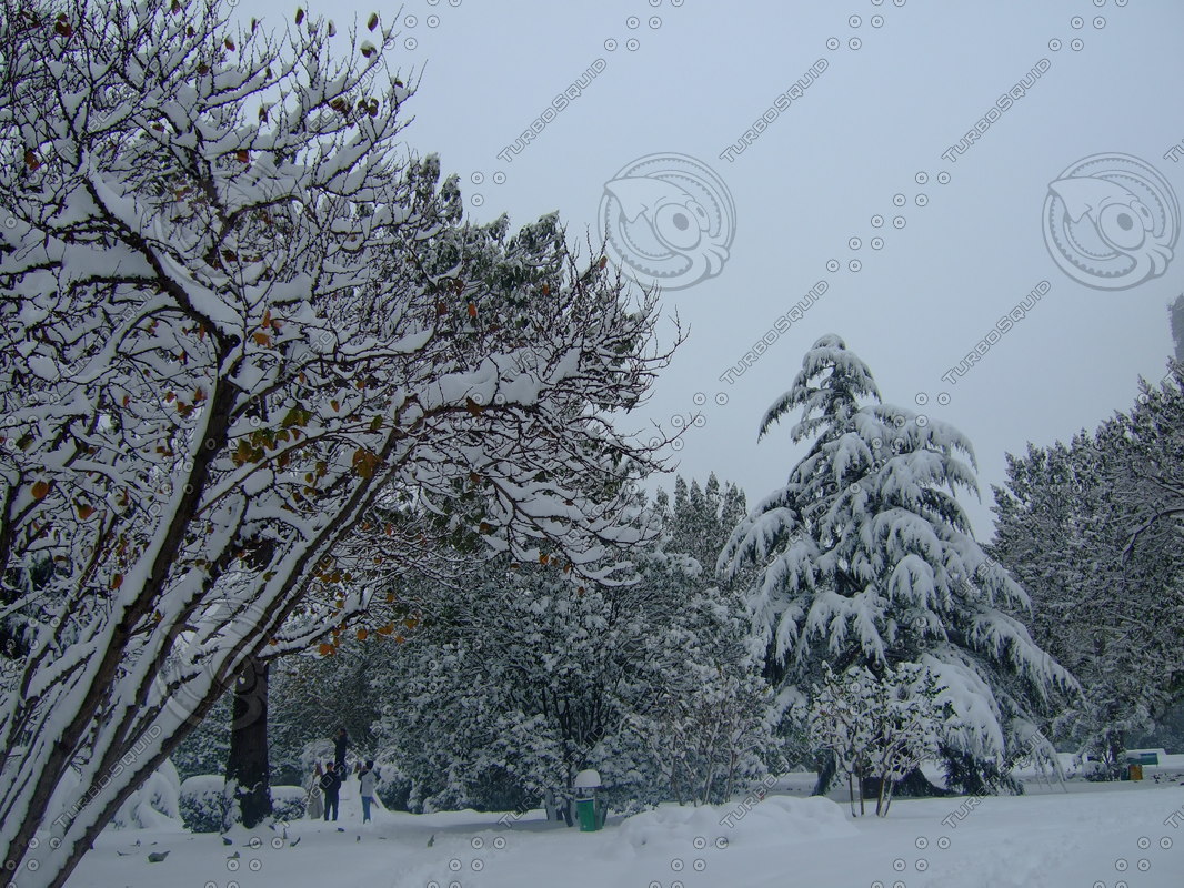 Texture JPEG snow tree winter