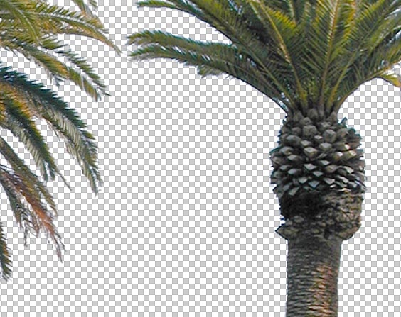 Texture Photoshop Canary Island Date