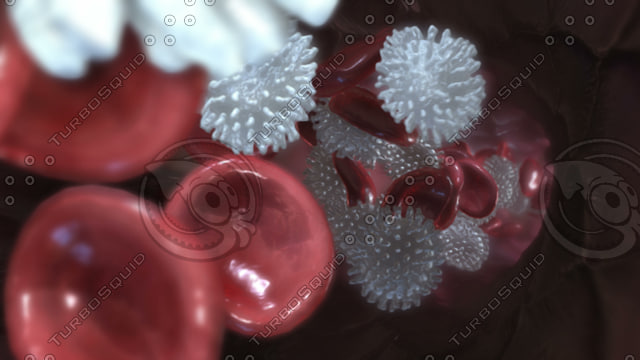 Animation Quicktime blood cell lymphocyte