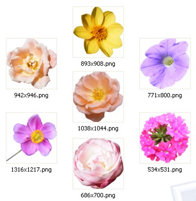 Texture PNG flower pot plant