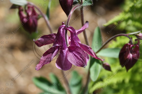 Stock JPEG columbine plant flower