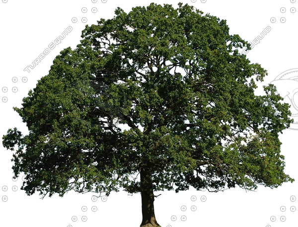 Texture JPEG TREE TREES LEAF