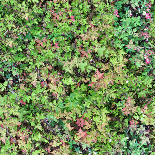 Texture ground undergrowth seamless