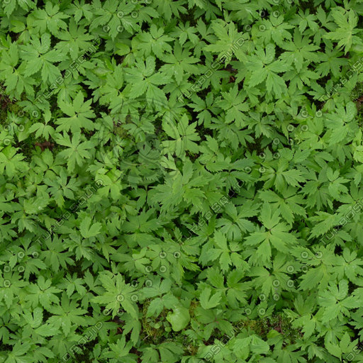 Texture ground undergrowth seamless