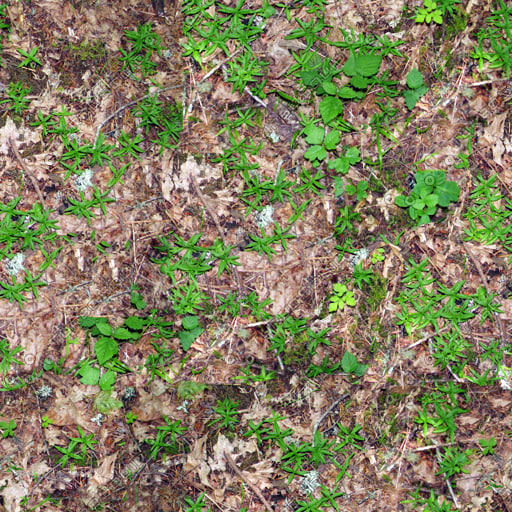 Texture ground undergrowth seamless