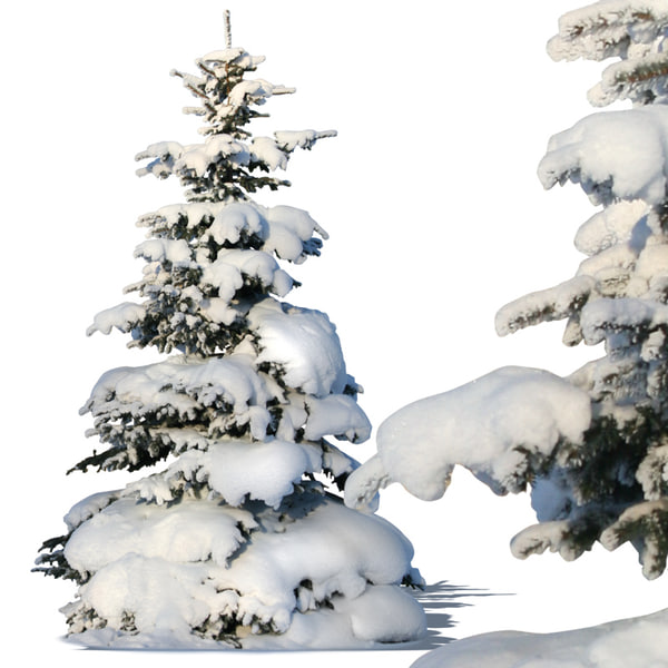 Texture Photoshop fir winter tree