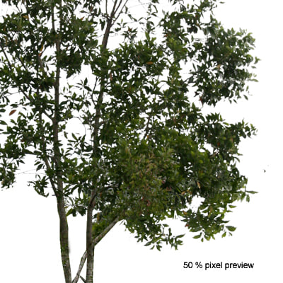 Texture PNG acacia mangium high