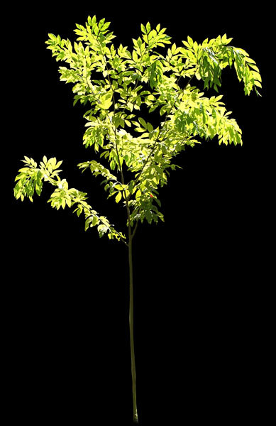 Texture JPEG asian tree vegetation