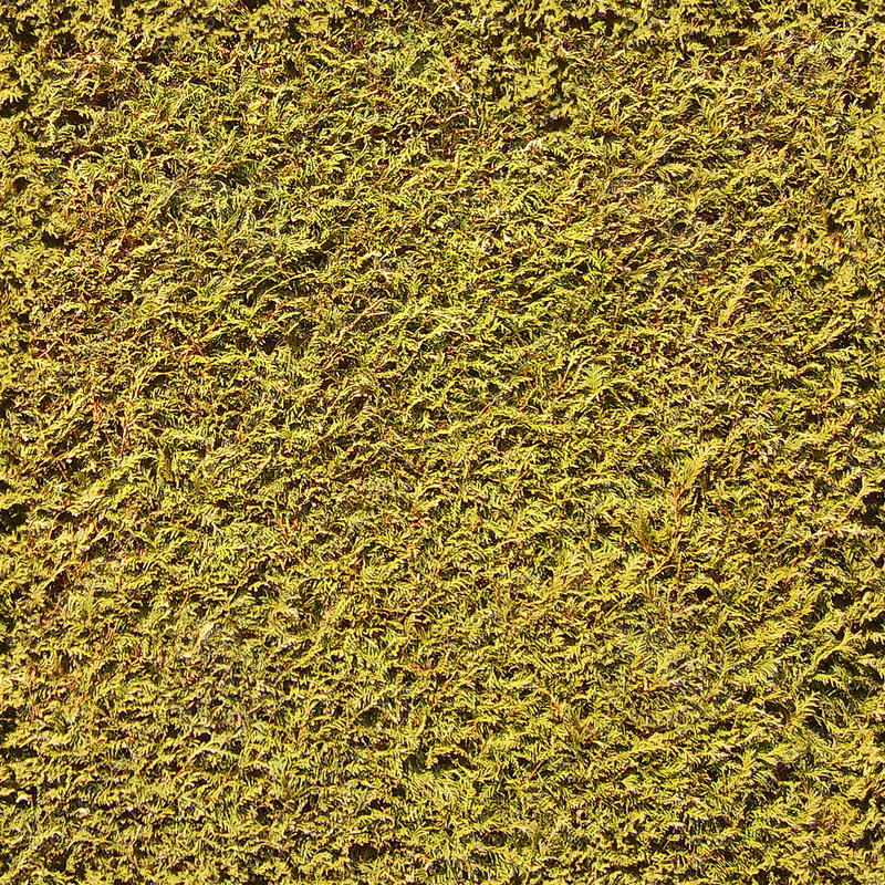 Texture PNG texture shrub bush
