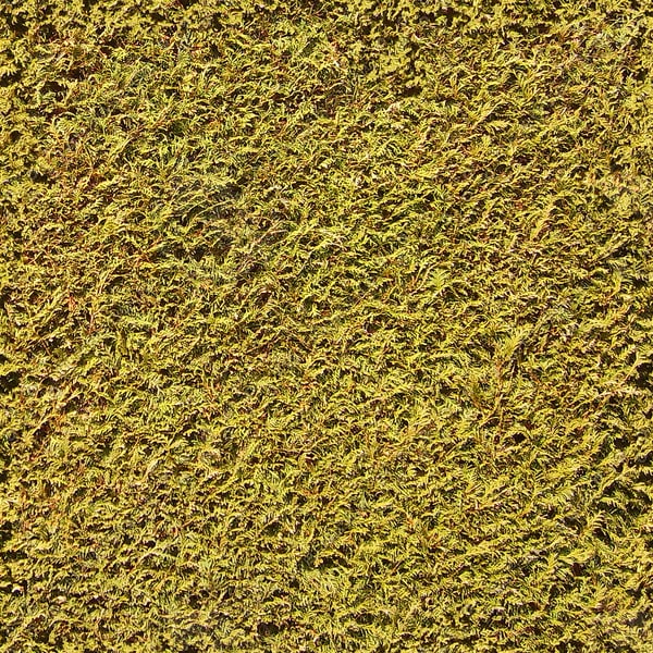 Texture PNG texture shrub bush