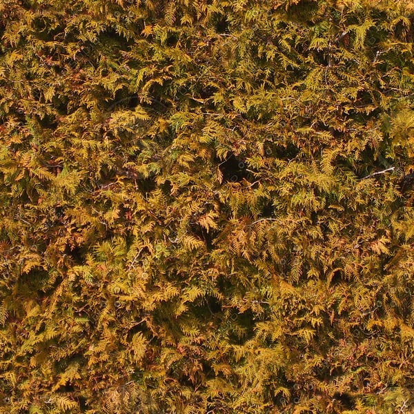 Texture Other texture shrub bush