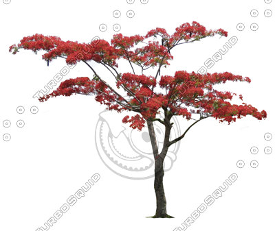 Texture PNG Delonix regia tropical
