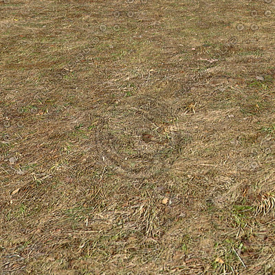 Texture JPEG grass texture 2048