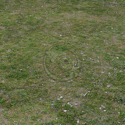 Texture JPEG grass texture 2048