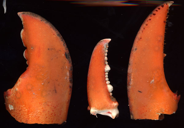 Texture JPEG crustacean lobster shell