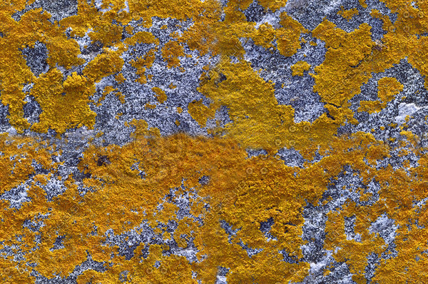 Texture JPEG moss grass plant