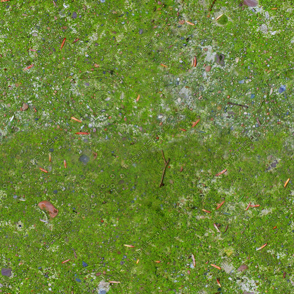 Texture JPEG moss grass plant