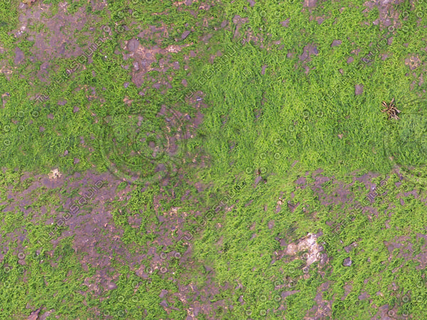 Texture JPEG moss grass plant