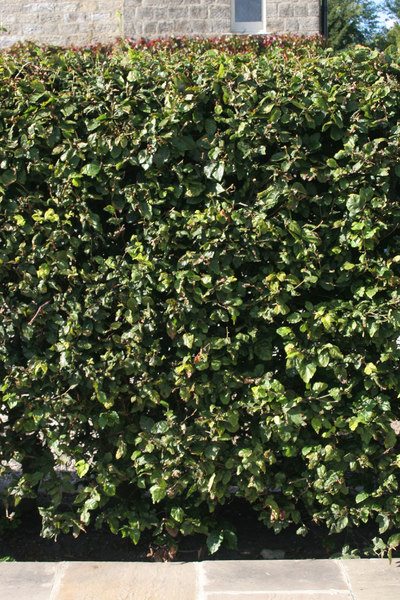 Texture JPEG Hedge hedges hedging