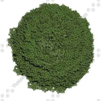 Texture PNG tree top middle