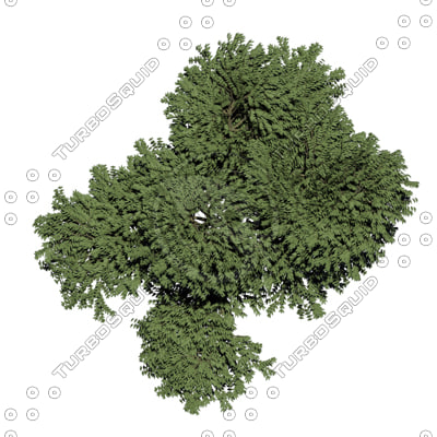 Texture PNG tree top middle
