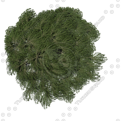 Texture PNG tree top middle