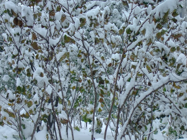 Texture JPEG snow tree winter