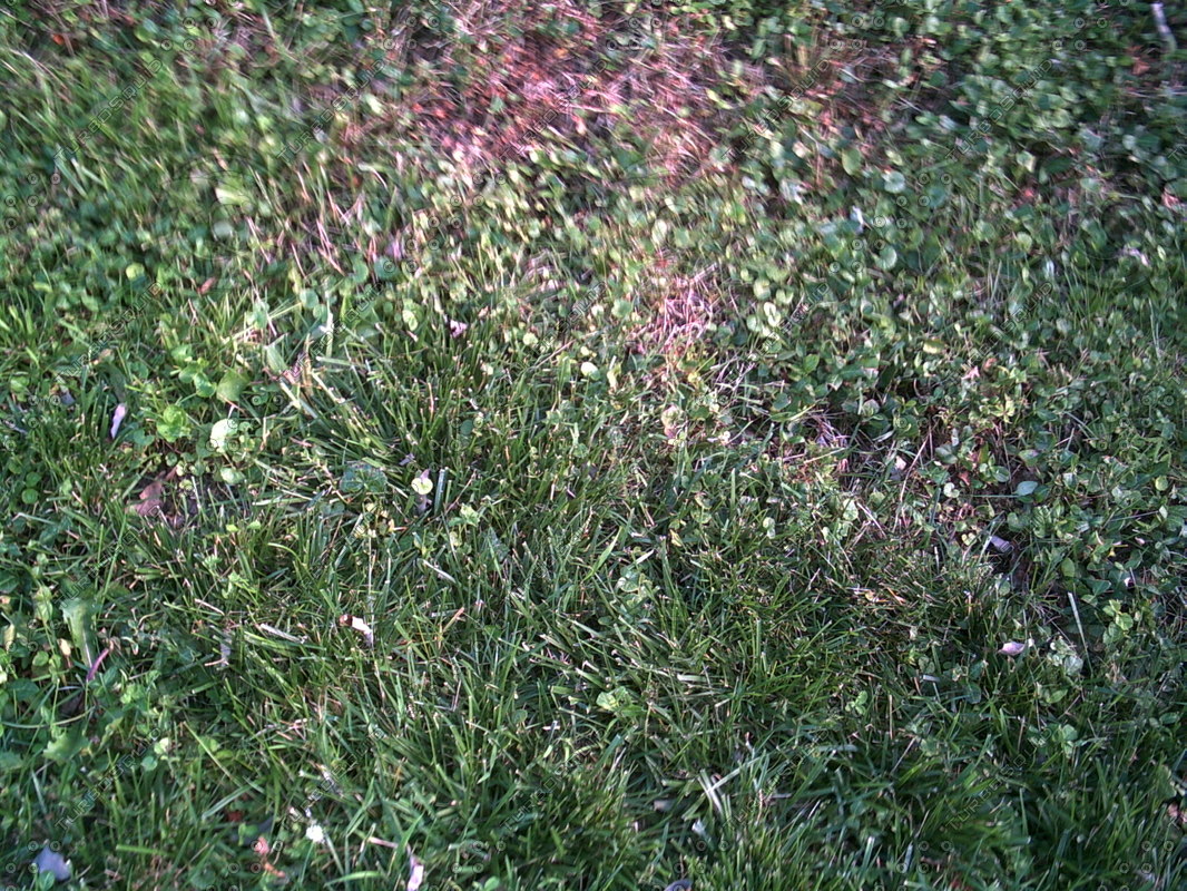 Texture JPEG grass ground vegetation