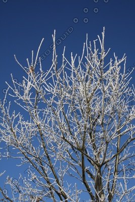 Stock JPEG frost tree fall
