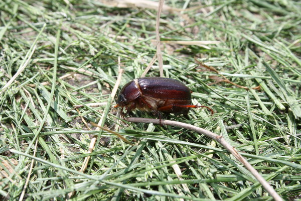 Stock JPEG june bug