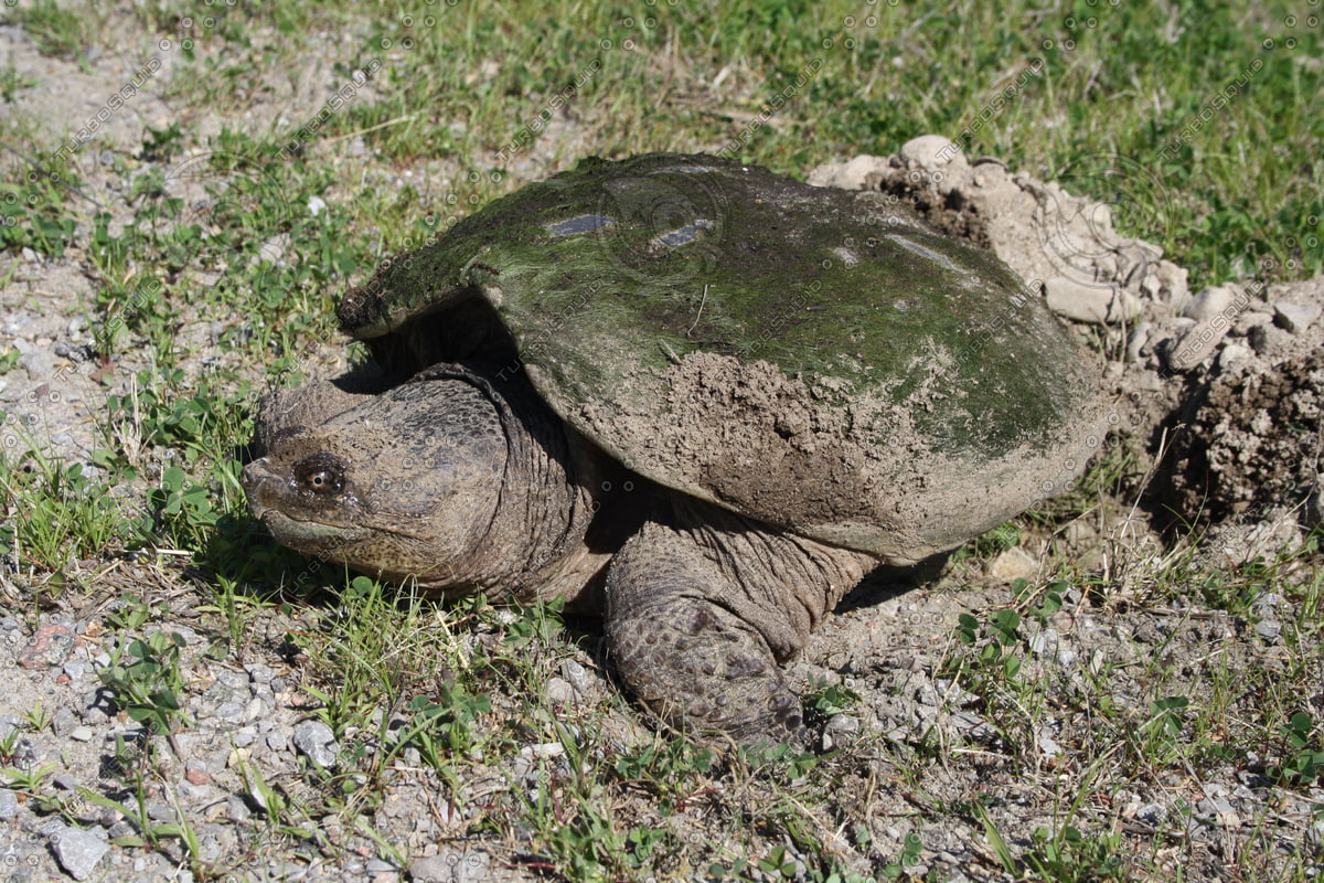 Stock JPEG turtle mud reptile