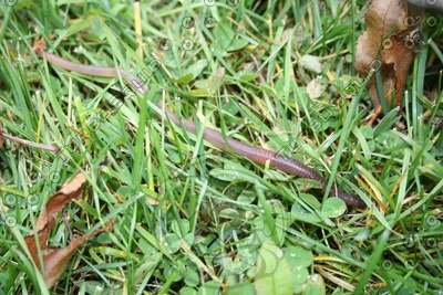 Stock JPEG worm dew earth