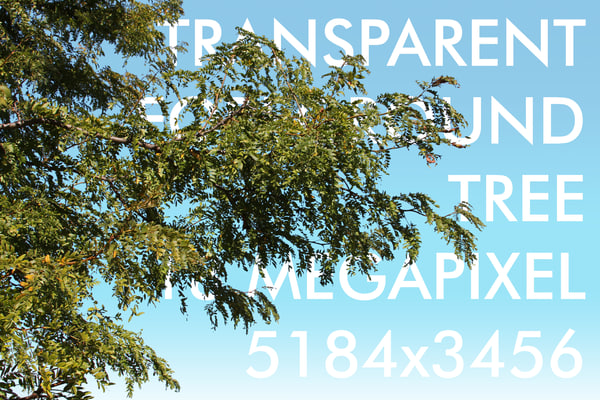 Texture Photoshop Tree foreground Branch