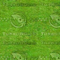 Texture JPEG grass texture grass2