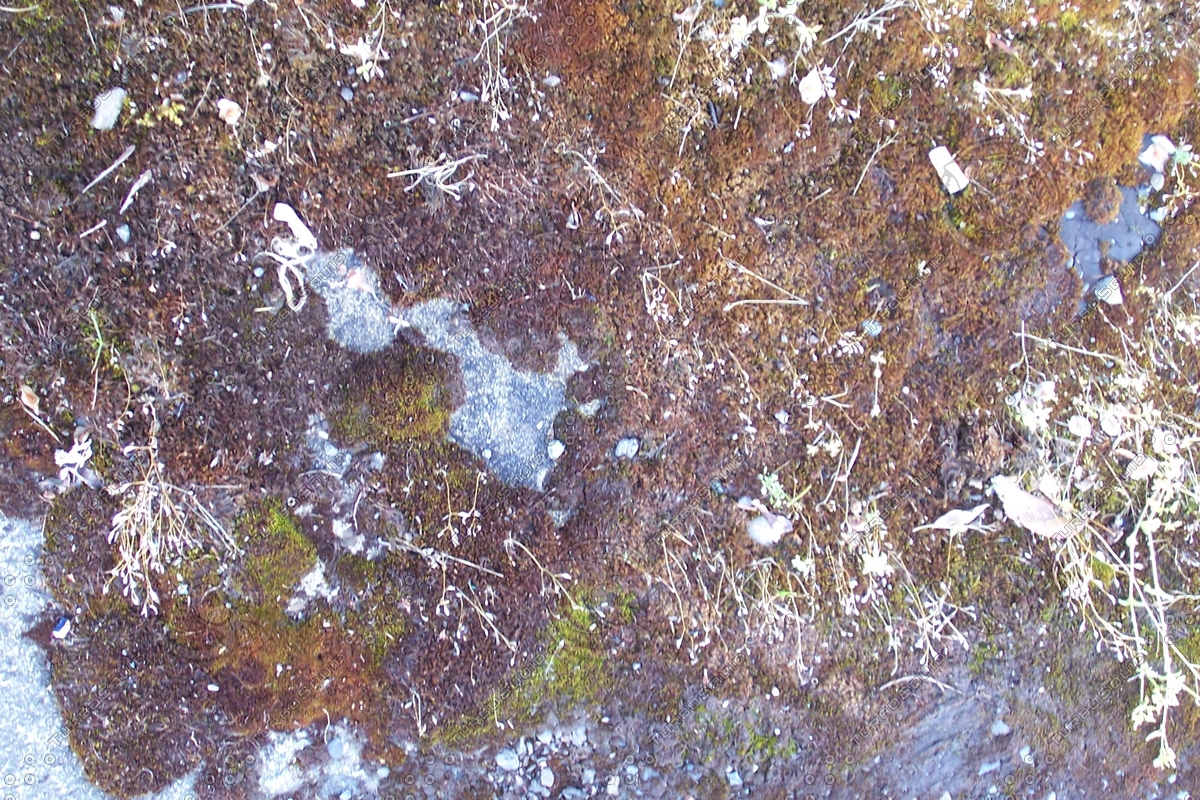 Texture Windows Bitmap concrete moss ground