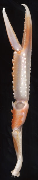 Texture JPEG crustacean prawn shell