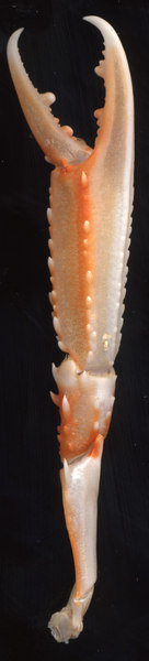 Texture JPEG crustacean prawn shell