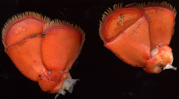 Texture JPEG crustacean lobster shell