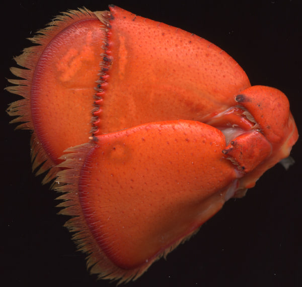 Texture JPEG crustacean lobster shell